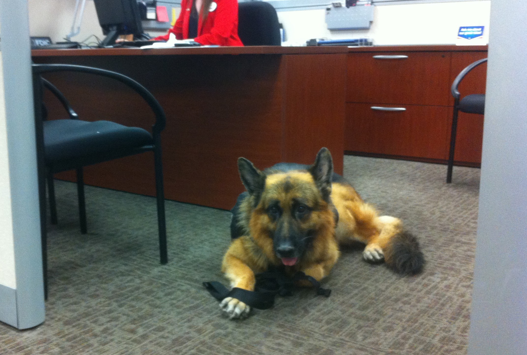 Dog Tips: Taking Your Dog to Work - 1 Fur 1