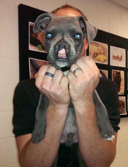 Can Dogs Have Birth Defects